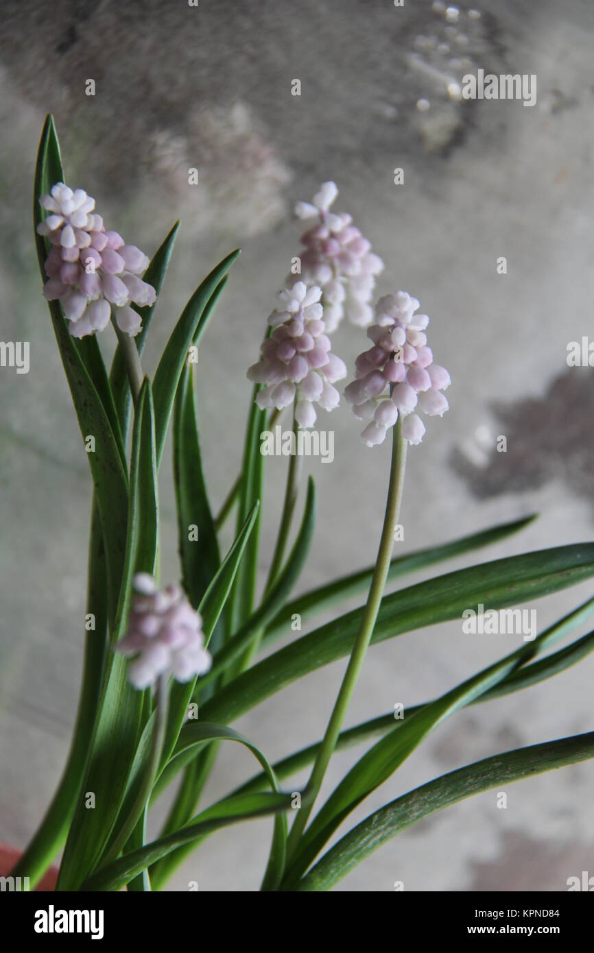 Muskari hi-res stock photography and images - Alamy