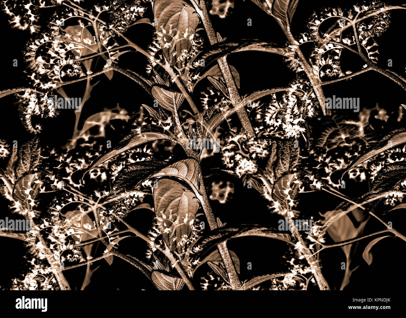 Dark Floral Collage Stock Photo - Alamy