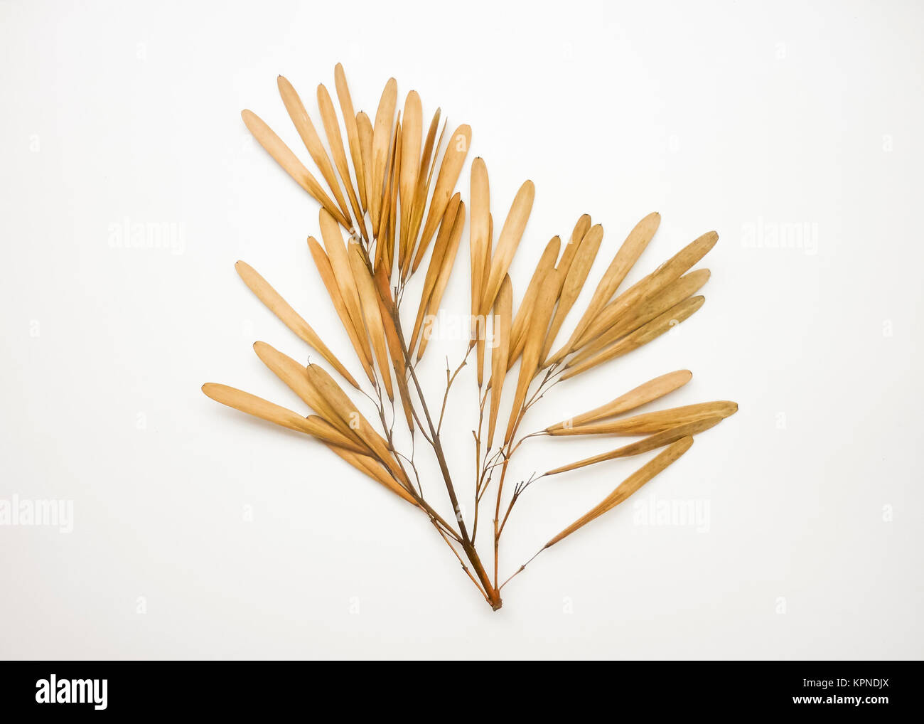 Isolated Dry Dead Leaves in White Background Stock Photo - Alamy