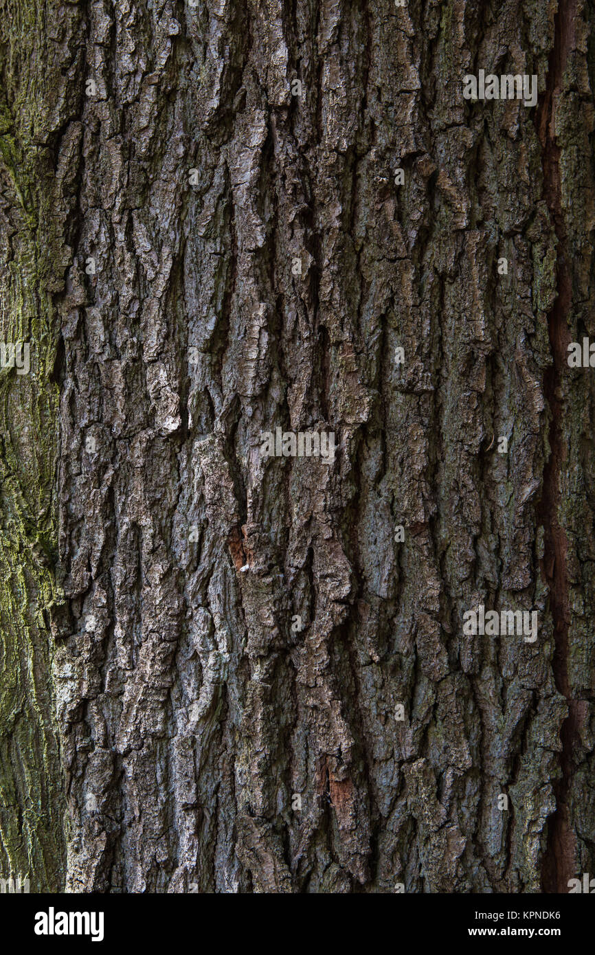 brown green tree material structure Stock Photo - Alamy