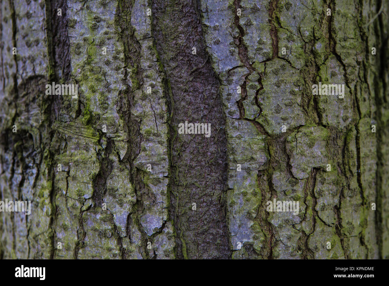 brown green tree material structure Stock Photo - Alamy