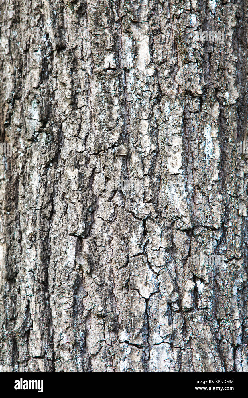 brown tree material structure Stock Photo - Alamy