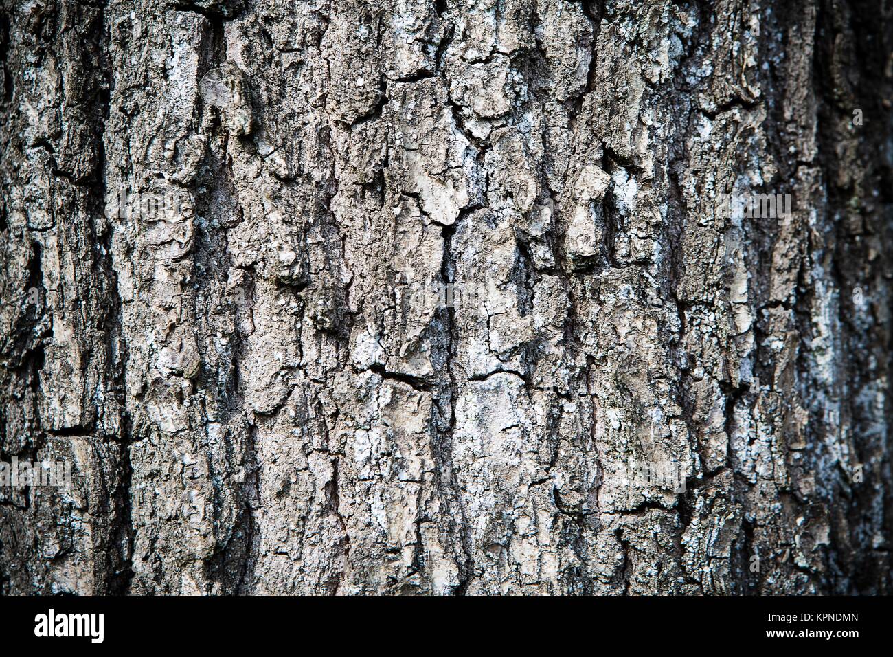 brown tree material structure Stock Photo - Alamy