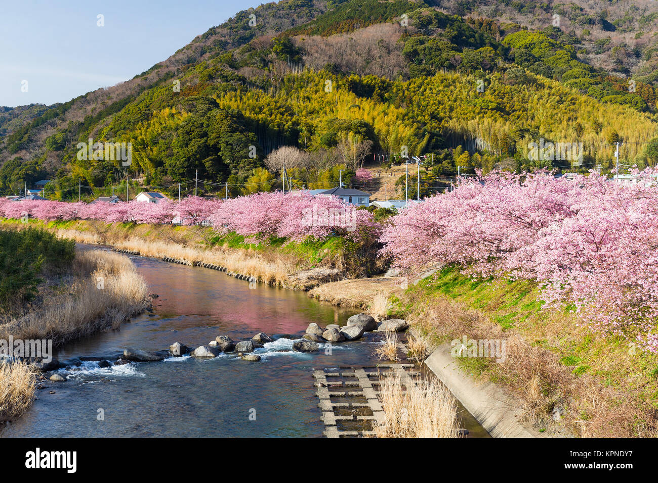 Sakura tree in japanese city Stock Photo - Alamy
