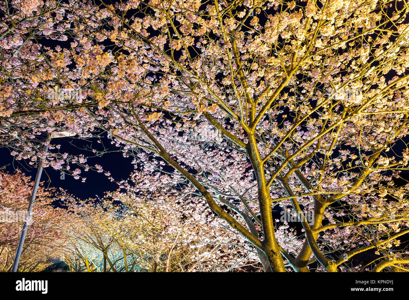 Sakura tree at night Stock Photo - Alamy