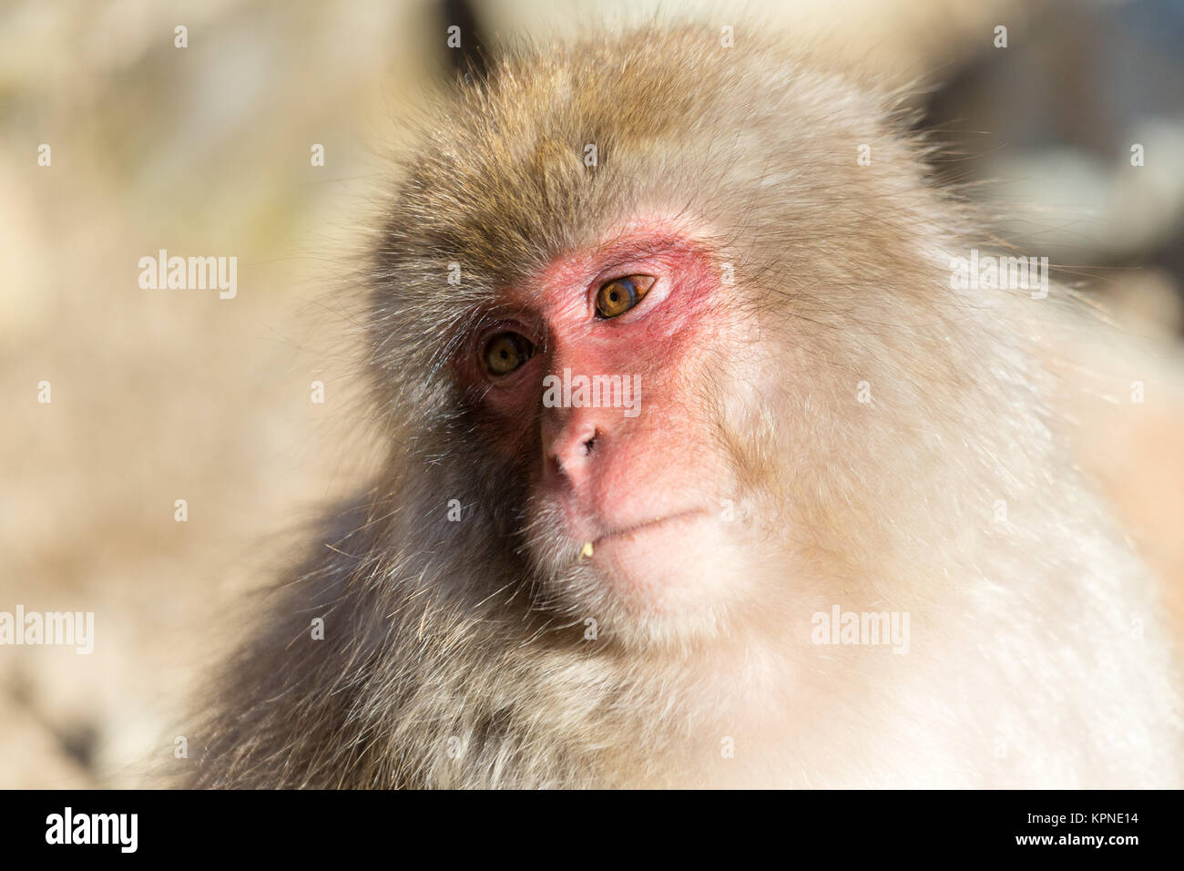 Snow monkey cub hi-res stock photography and images - Alamy