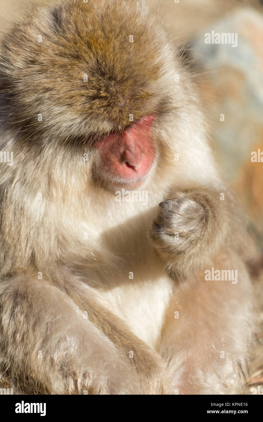 Monkey alarm call hi-res stock photography and images - Alamy