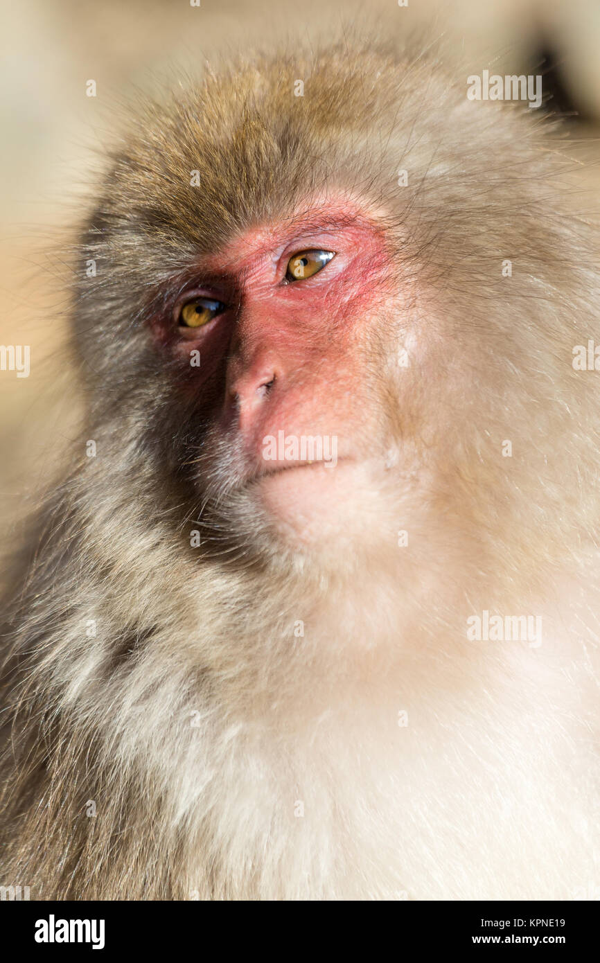 Japanese monkey portrait Stock Photo - Alamy