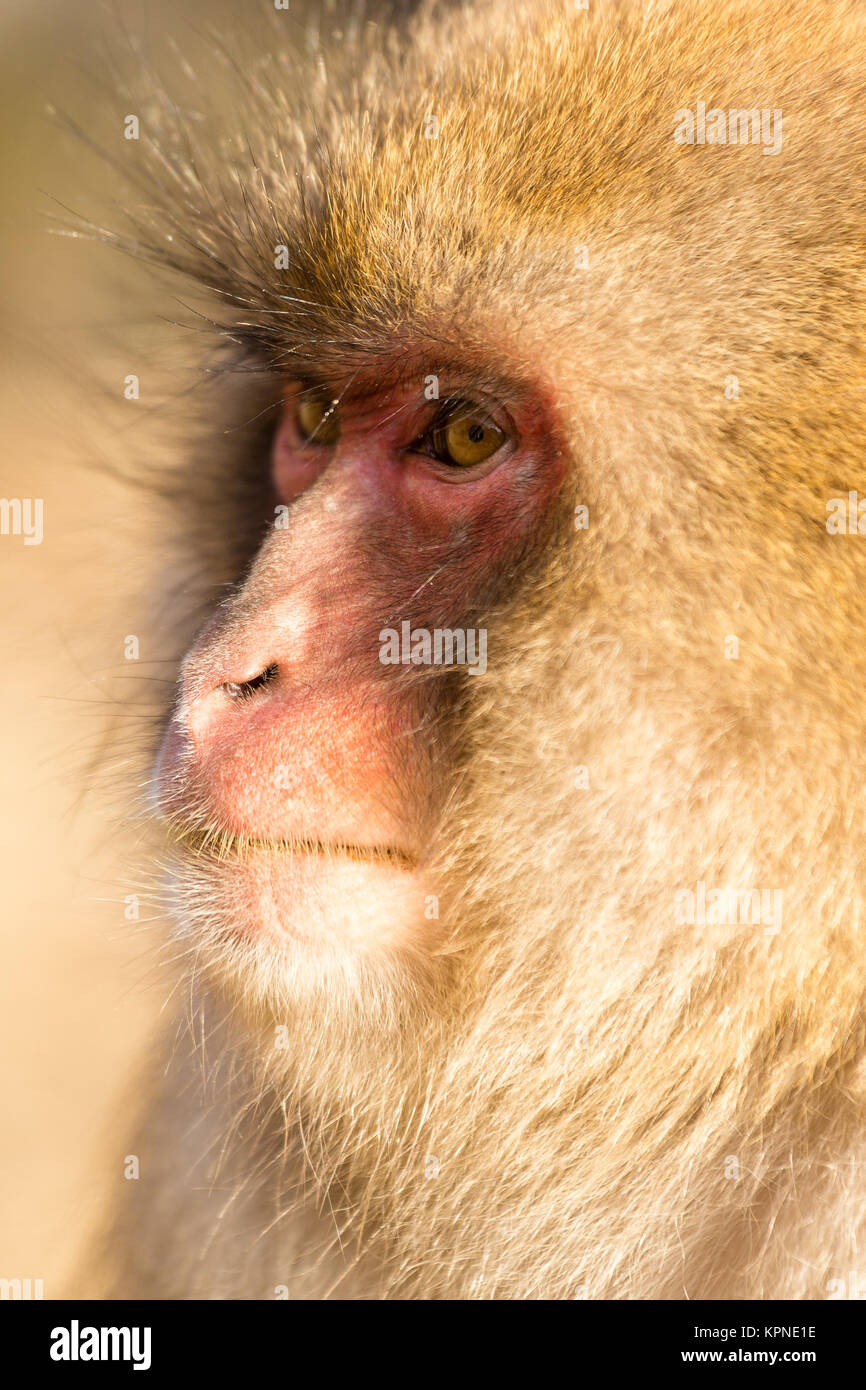 Kawaii monkey hi-res stock photography and images - Alamy