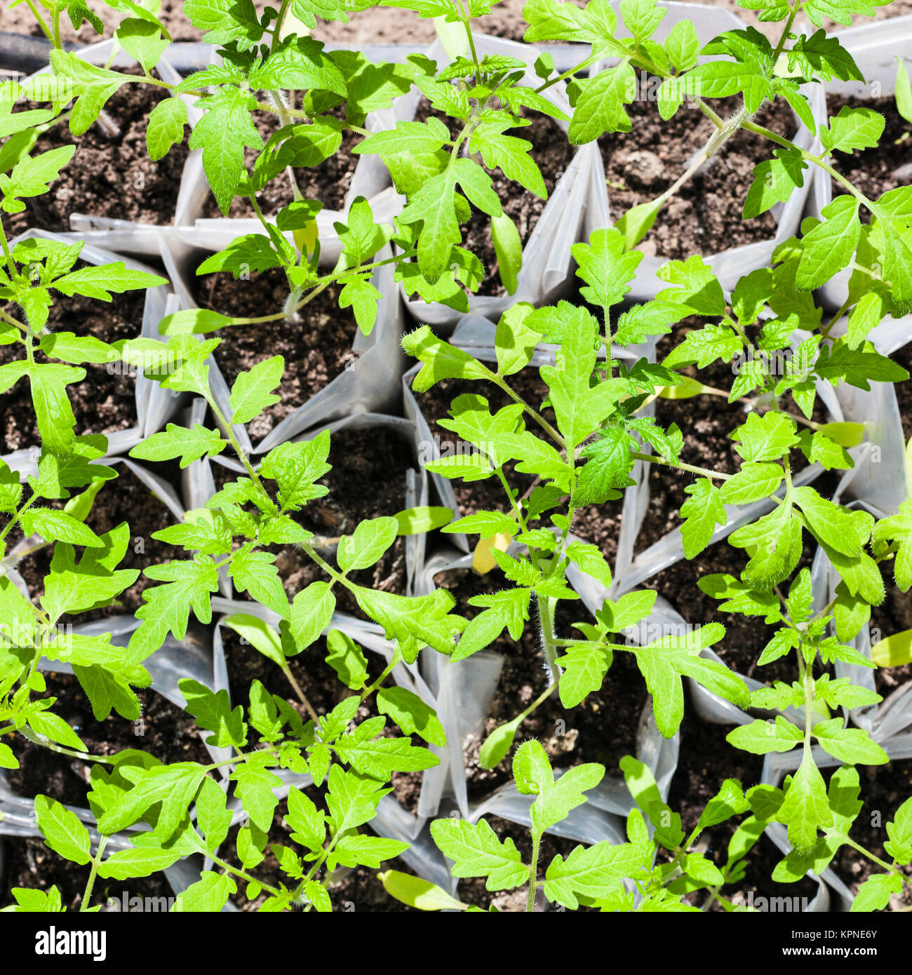 top view of young sprouts of tomato plant Stock Photo - Alamy