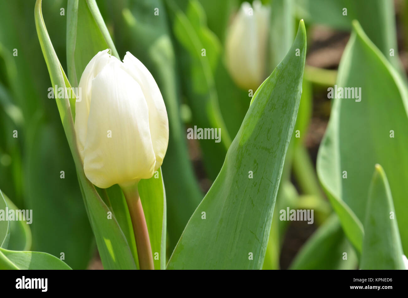 Tulips in spring Stock Photo - Alamy