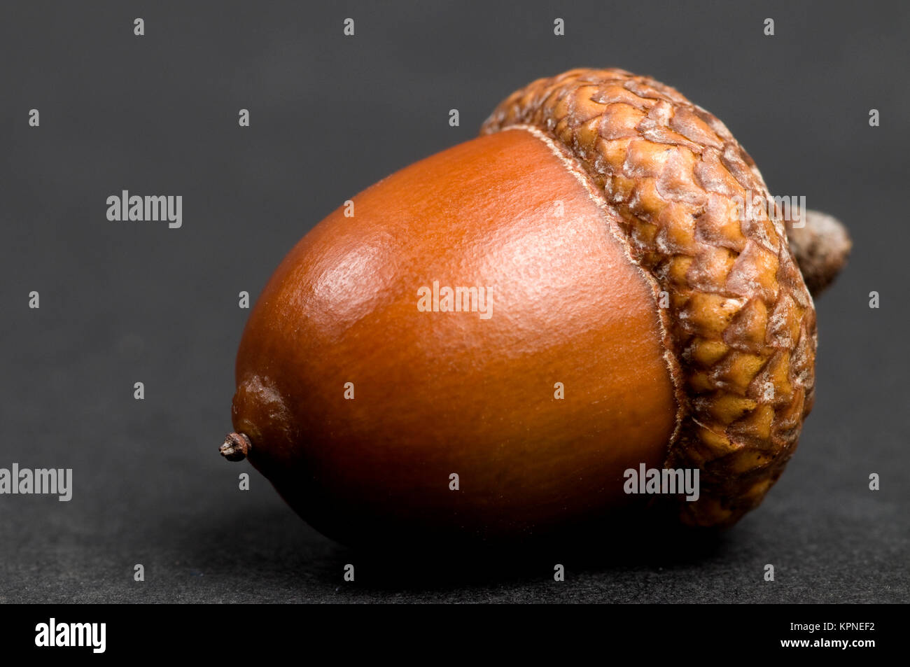 Acorn On Black Stock Photo - Alamy