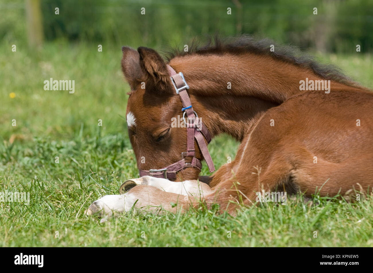 Resting foal hi-res stock photography and images - Alamy