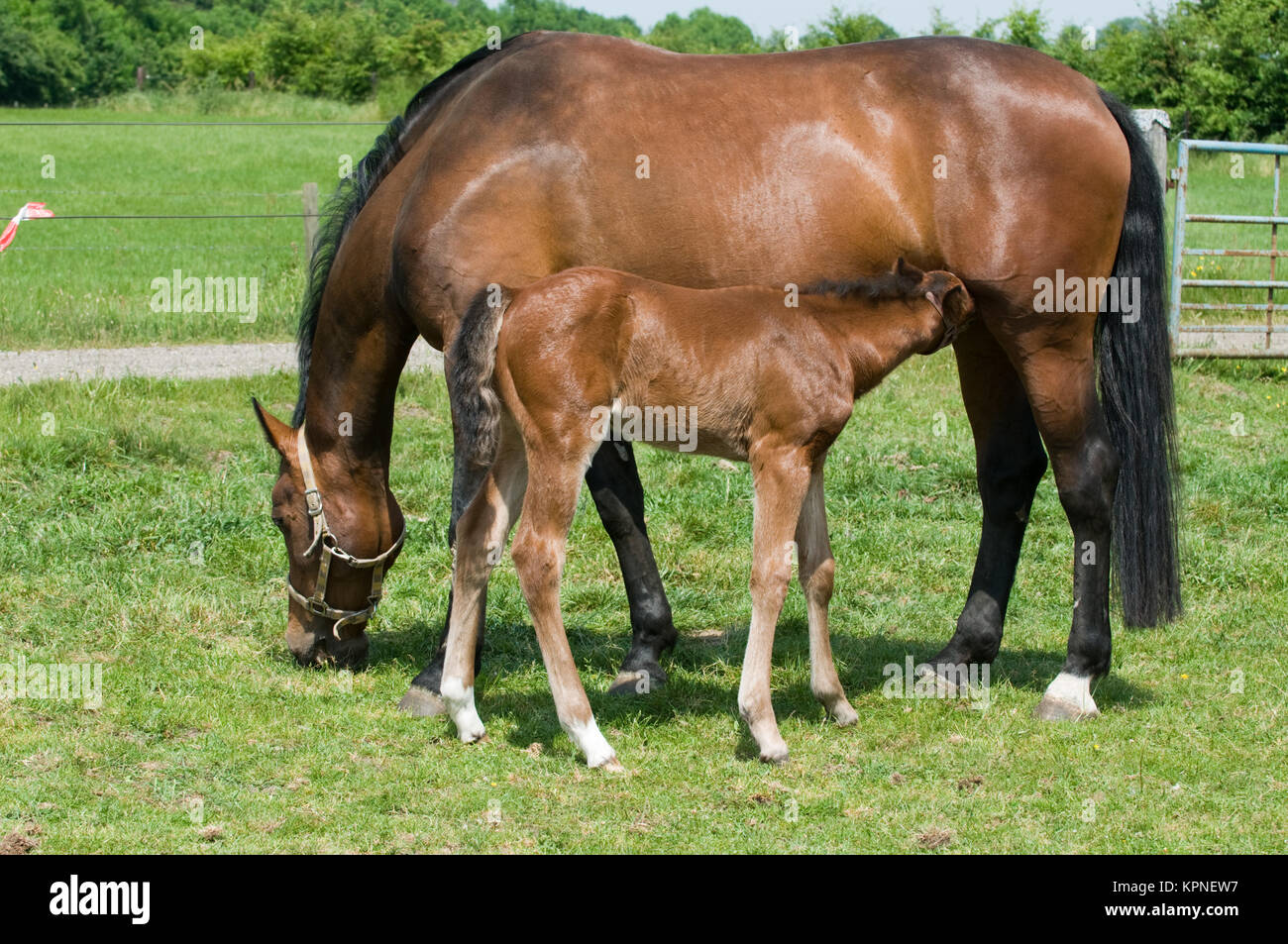 Baby horse foal drinking milk hi-res stock photography and images - Alamy