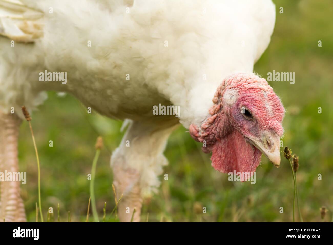 young computer / young turkey Stock Photo - Alamy