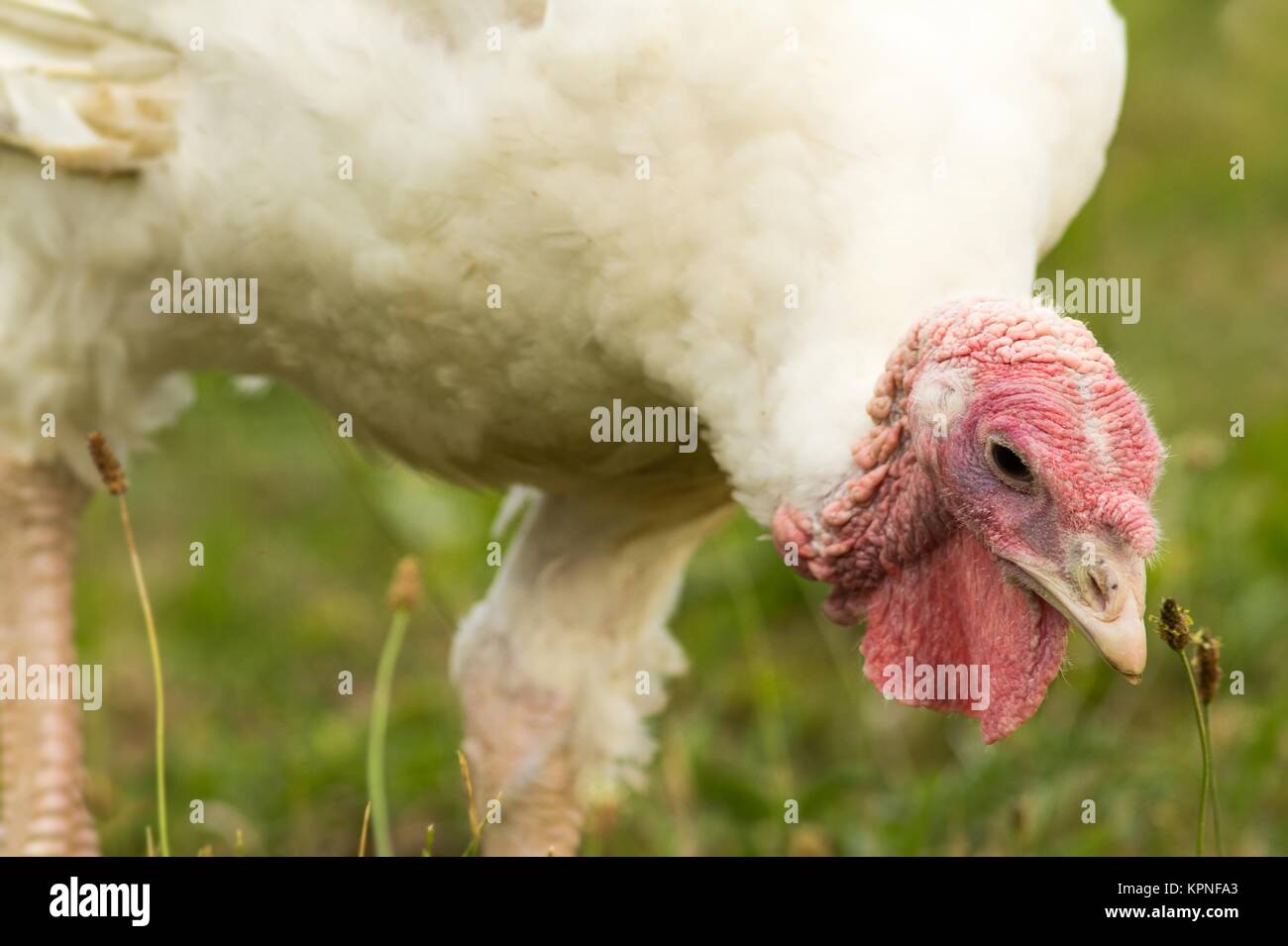Young linnaeus hi-res stock photography and images - Alamy