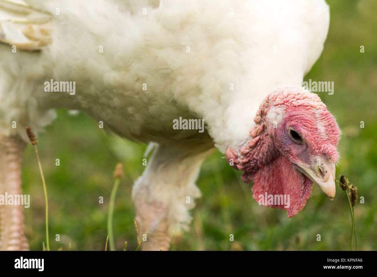 young computer / young turkey Stock Photo - Alamy
