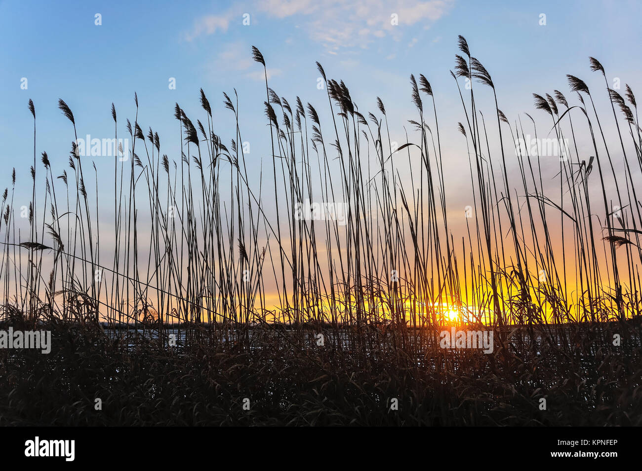 sunset in the reed Stock Photo - Alamy