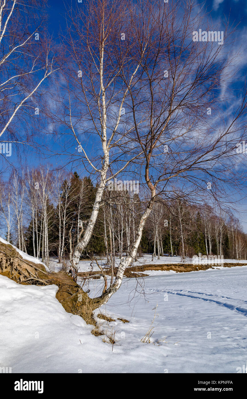 March spring forest Stock Photo - Alamy