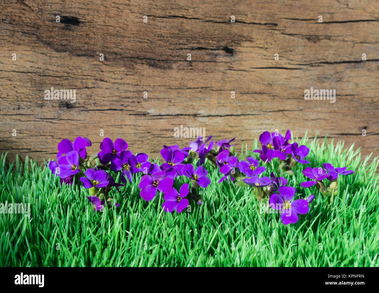 little purple flowers in the sunshine - purple rock cress Stock Photo ...