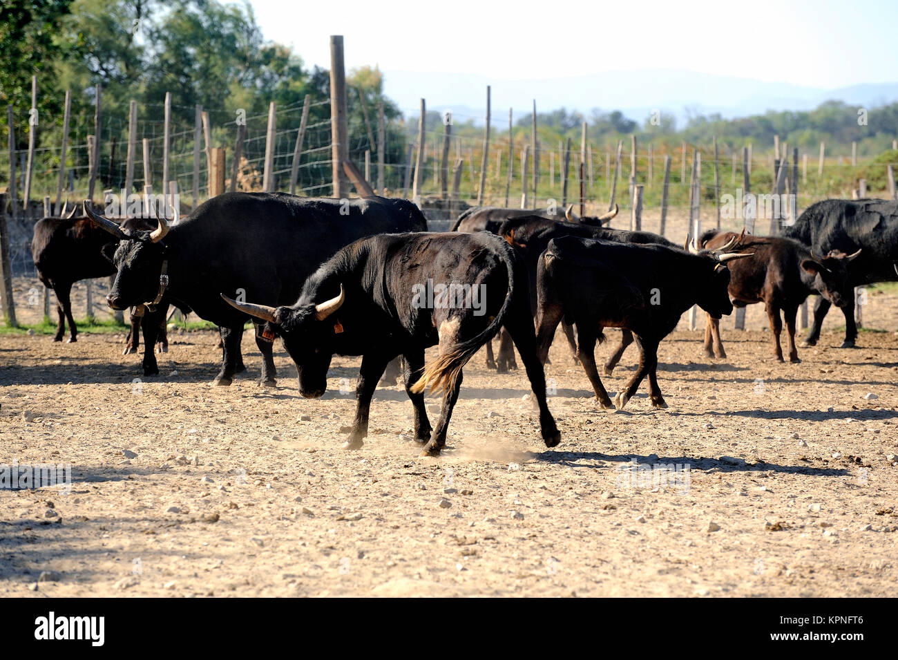 Bull Angry Charging High Resolution Stock Photography and Images - Alamy