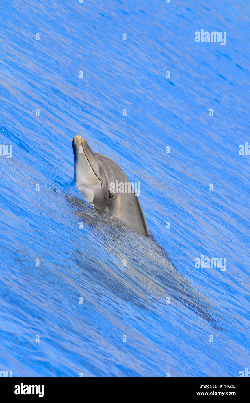 Dolphin head hi-res stock photography and images - Alamy