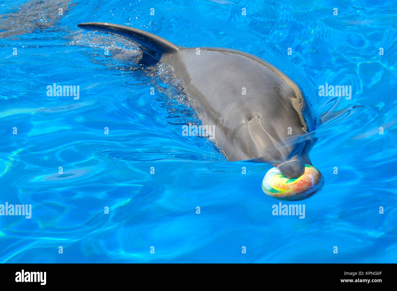 Dolphin with ball hi-res stock photography and images - Alamy