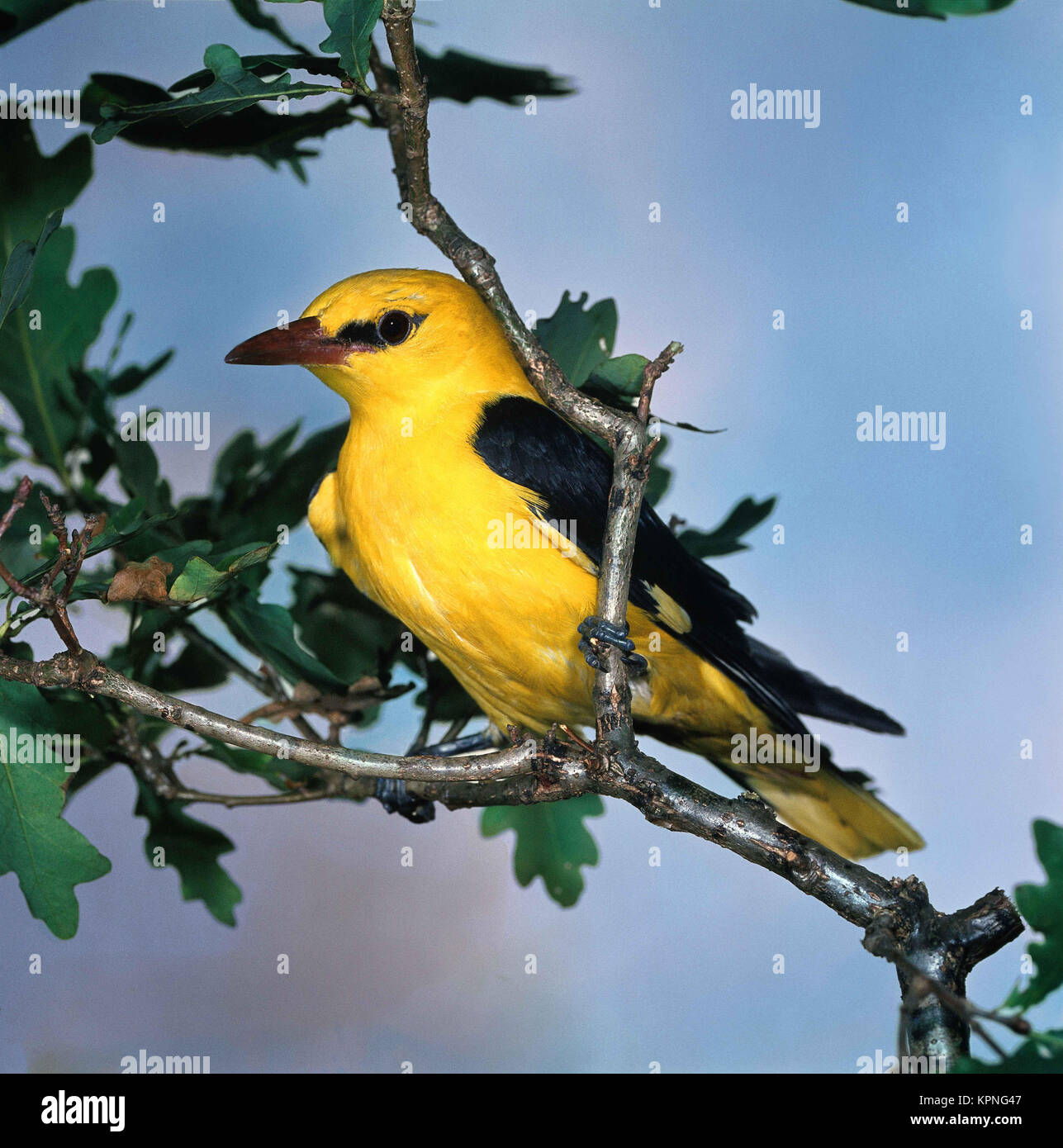 Pirol, männlich, in Eichenlaub Stock Photo - Alamy