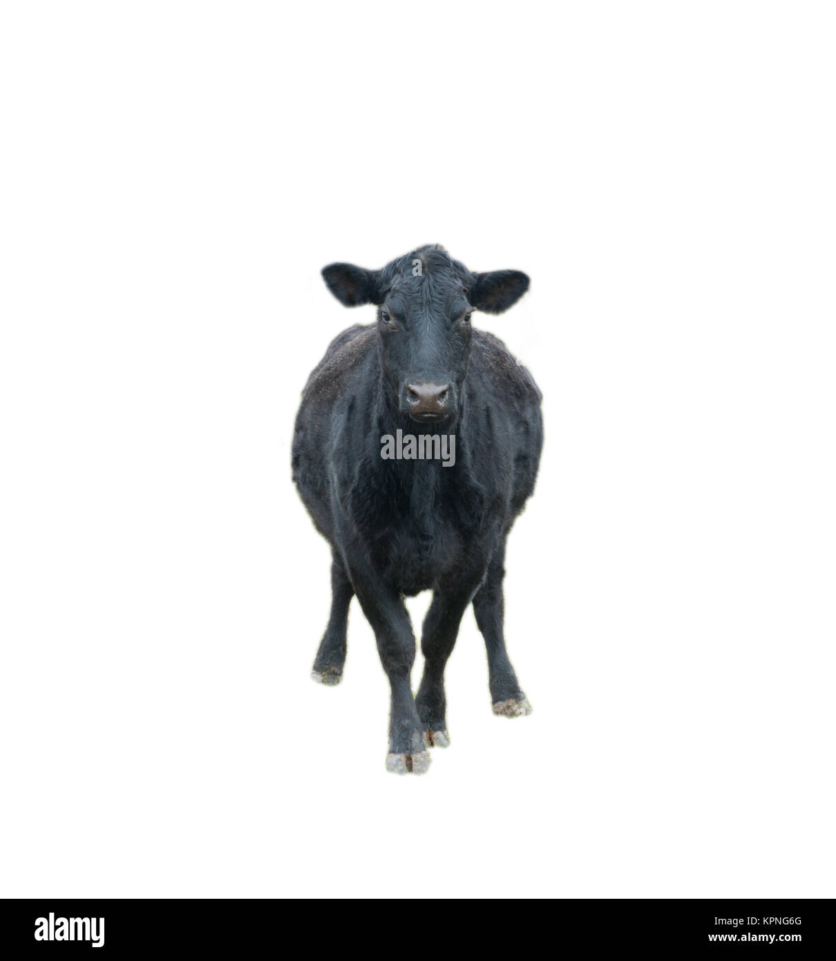 Angry bull eyes hi-res stock photography and images - Alamy