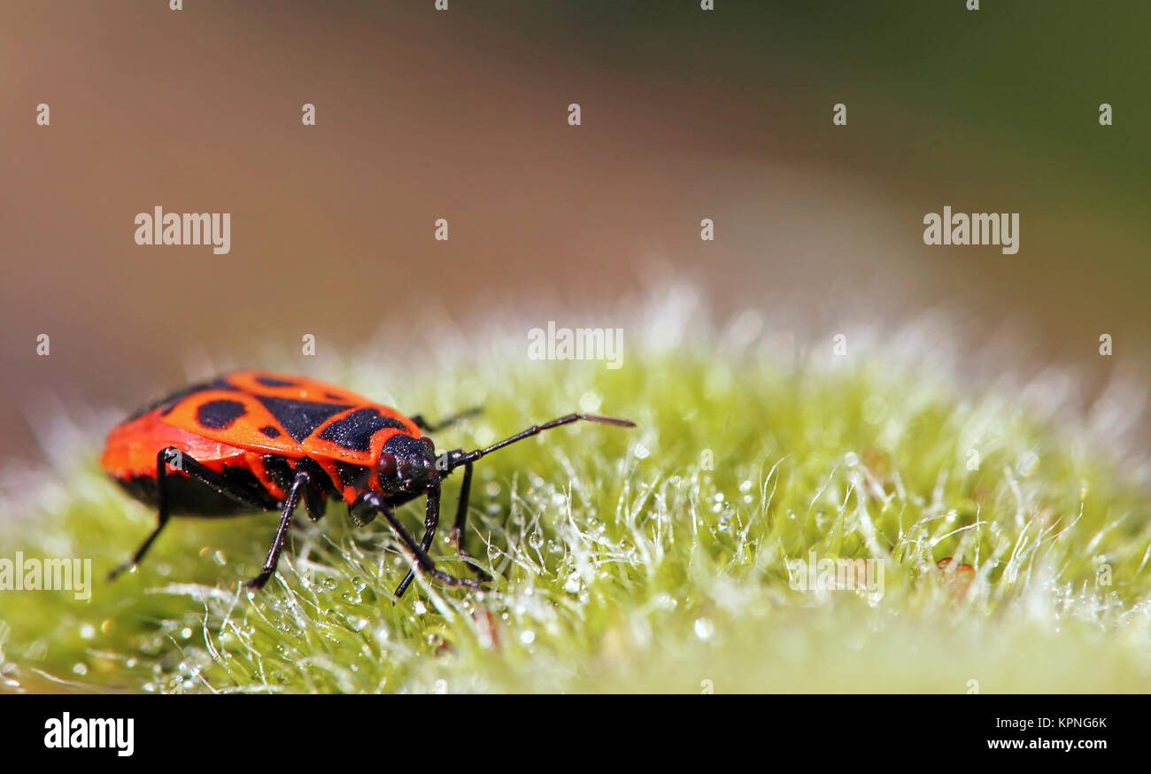 common fire bug pyrrhocoris apterus Stock Photo - Alamy