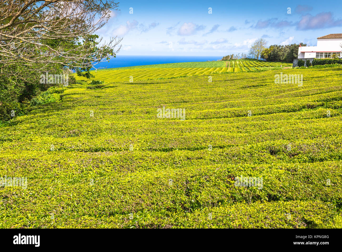 Portugal Azores Islands Sao Miguel tea plantation Stock Photo - Alamy