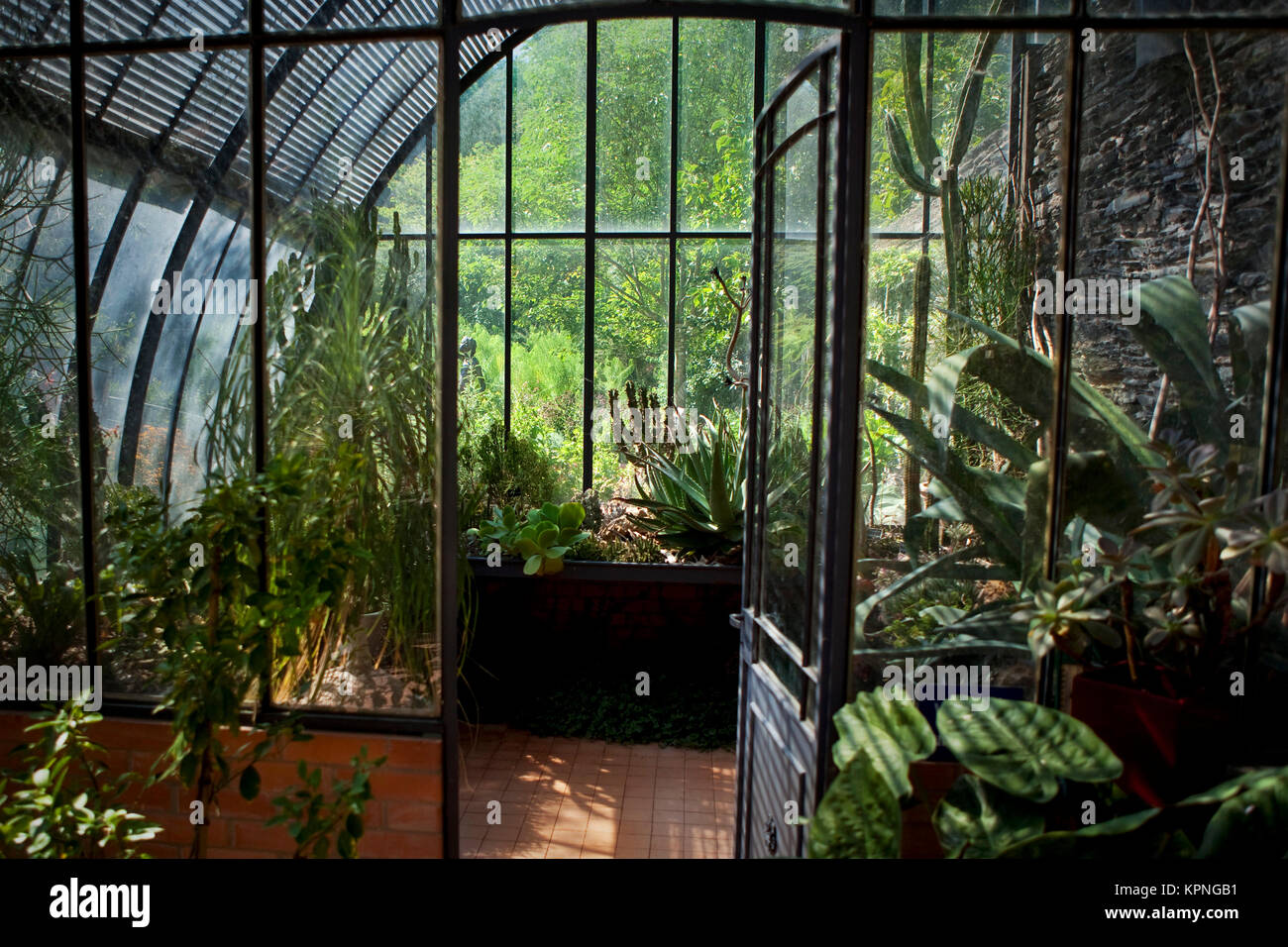 Interior of a greenhouse Stock Photo - Alamy