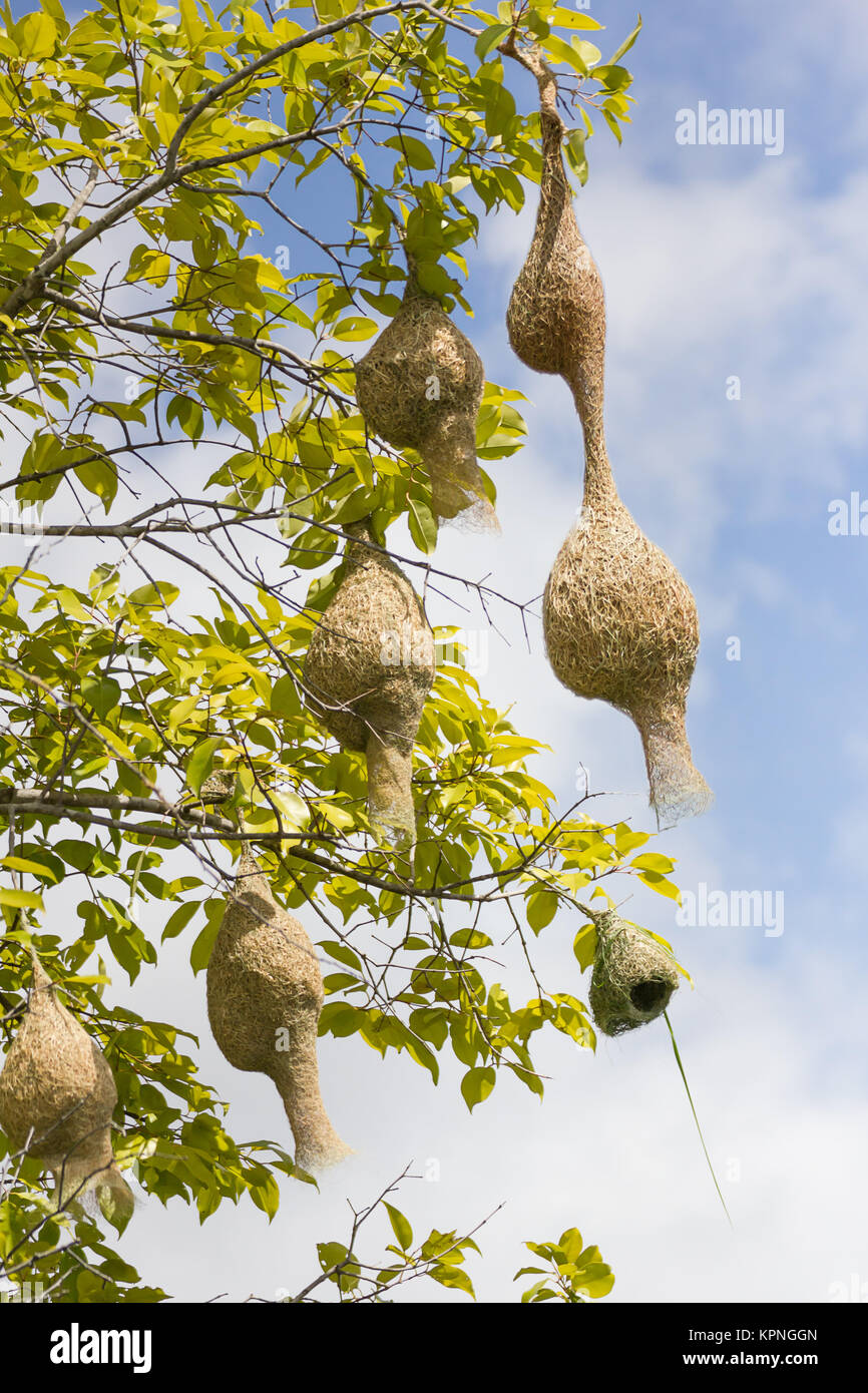 Baya weaver bird building its nest hi-res stock photography and images - Alamy