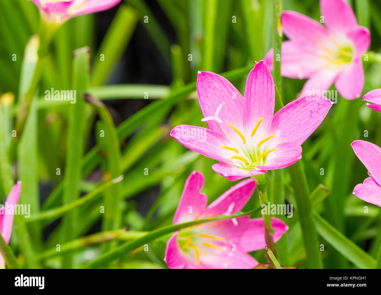 Fairy Lily flower in garden Stock Photo - Alamy