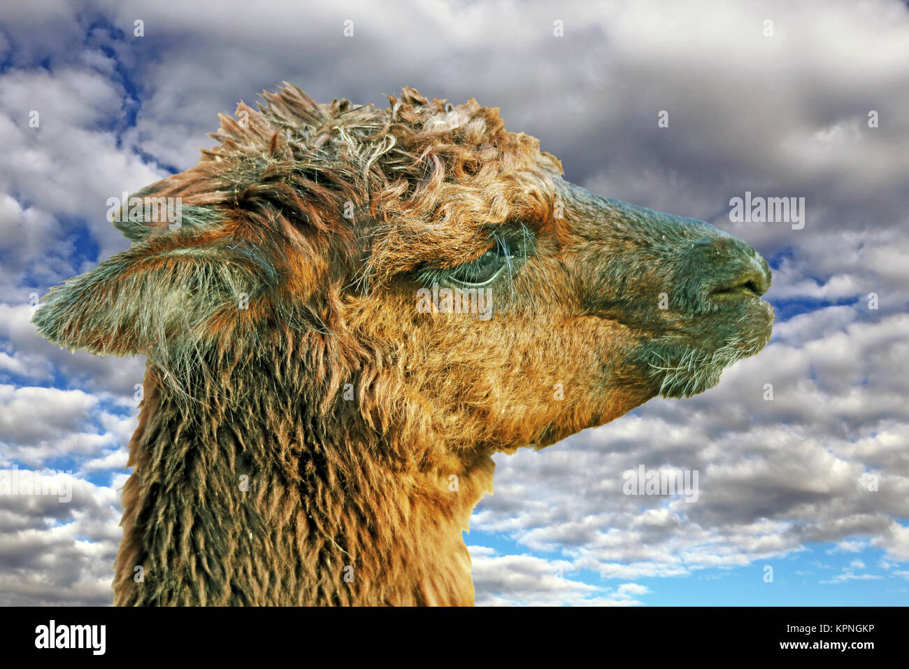 alpaca in front of cloud sky Stock Photo - Alamy