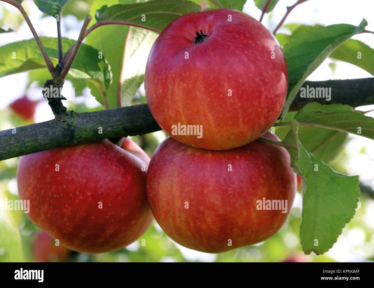 Collectable balsy fruit hi-res stock photography and images - Alamy