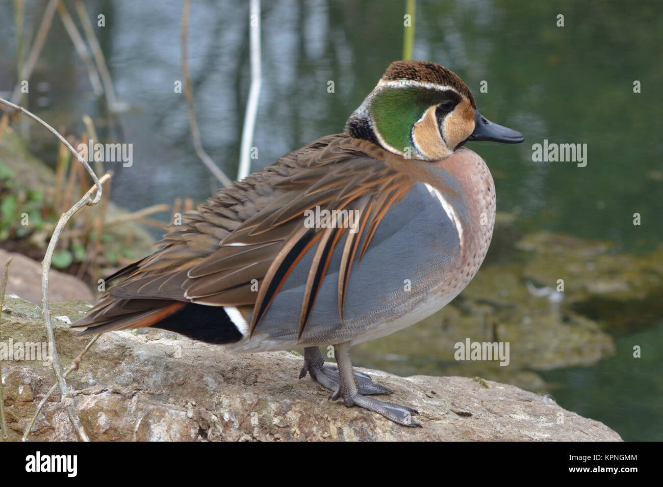 baikal duck at the lake Stock Photo - Alamy