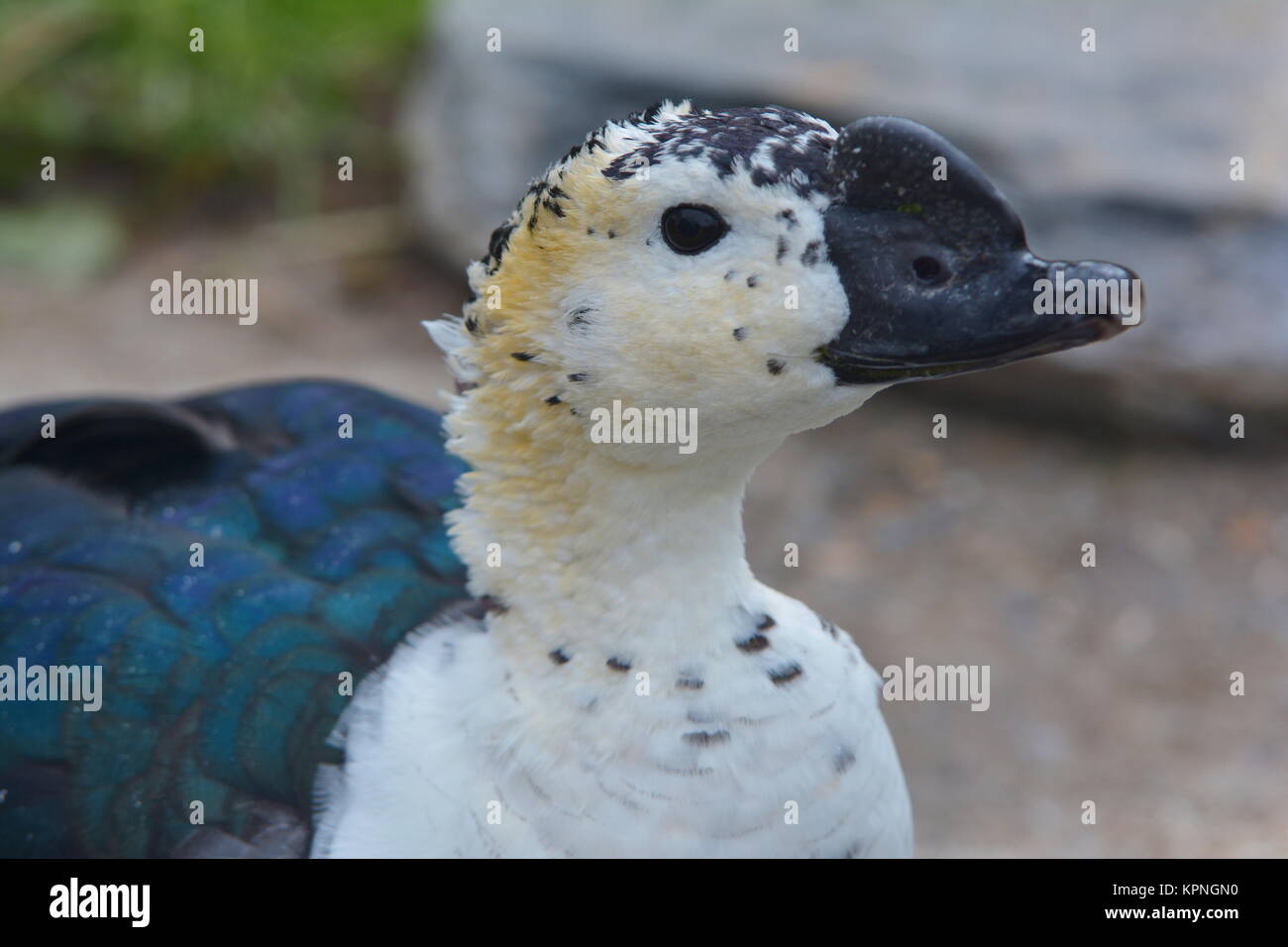 Cackle hi-res stock photography and images - Alamy