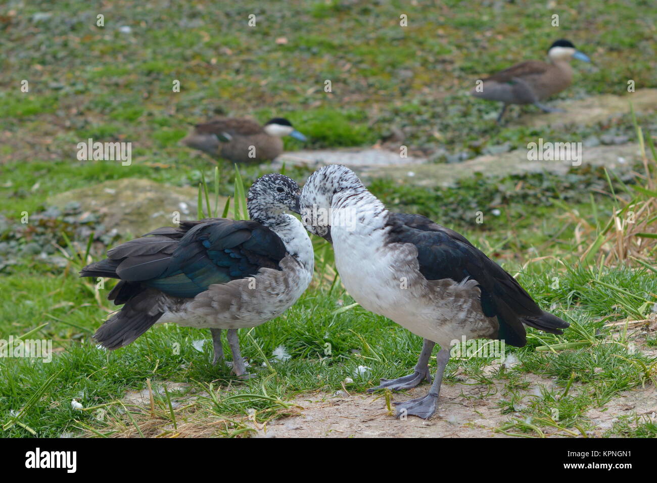 Cackle hi-res stock photography and images - Alamy