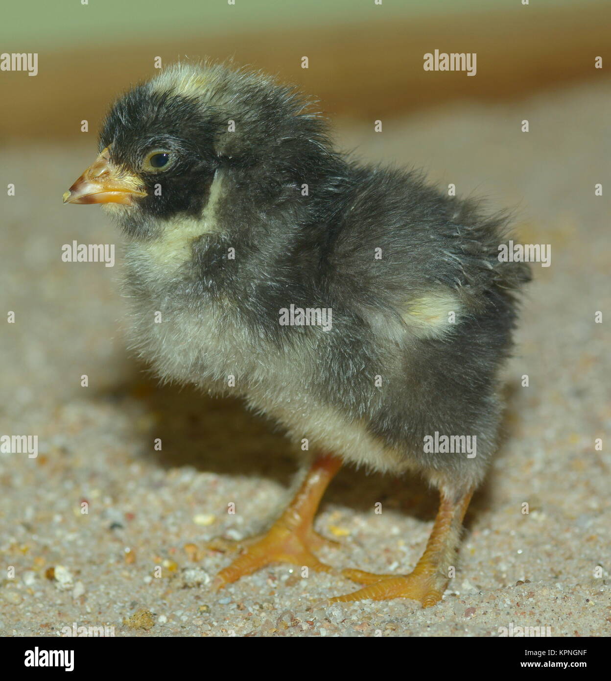 freshly hatched chick Stock Photo - Alamy