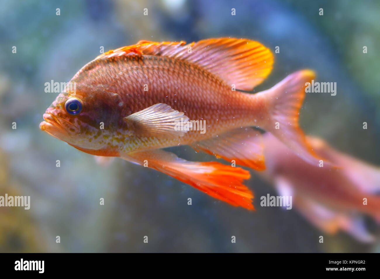 Red gills hi-res stock photography and images - Alamy