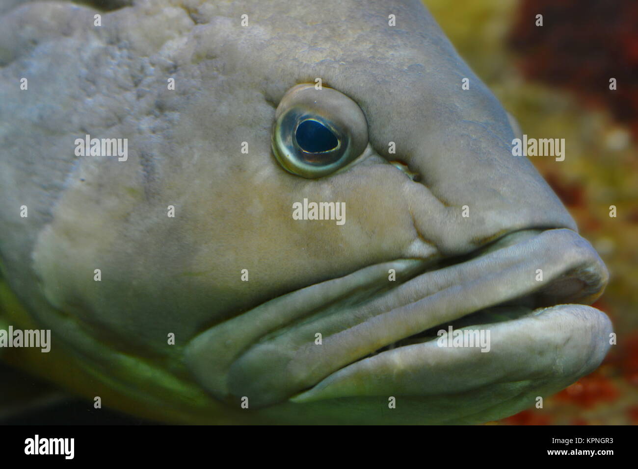 Animal camouflage freshwater fish hi-res stock photography and images ...