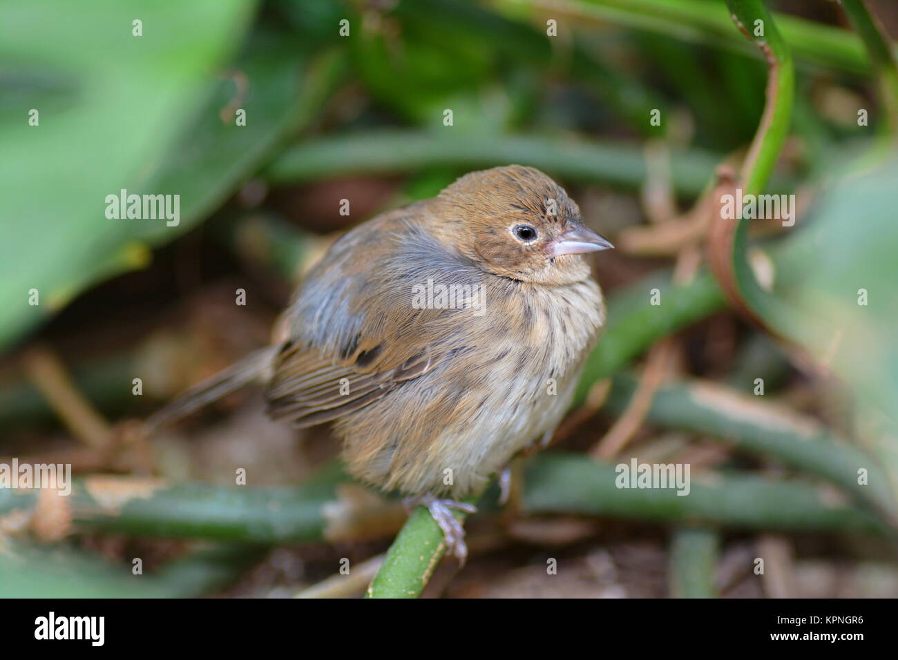 little jungle bird Stock Photo - Alamy