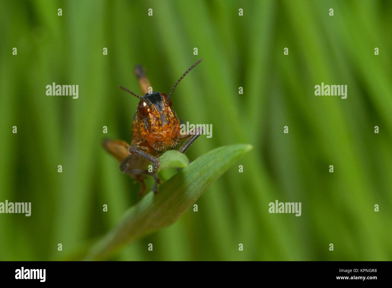 Young wandering locust Stock Photo - Alamy