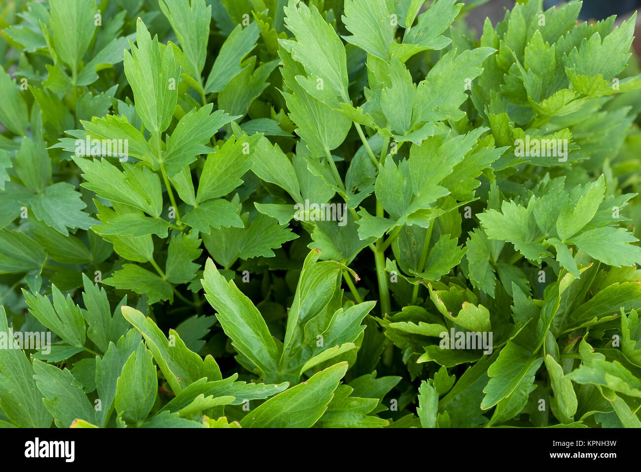 Lovage plant hi-res stock photography and images - Alamy