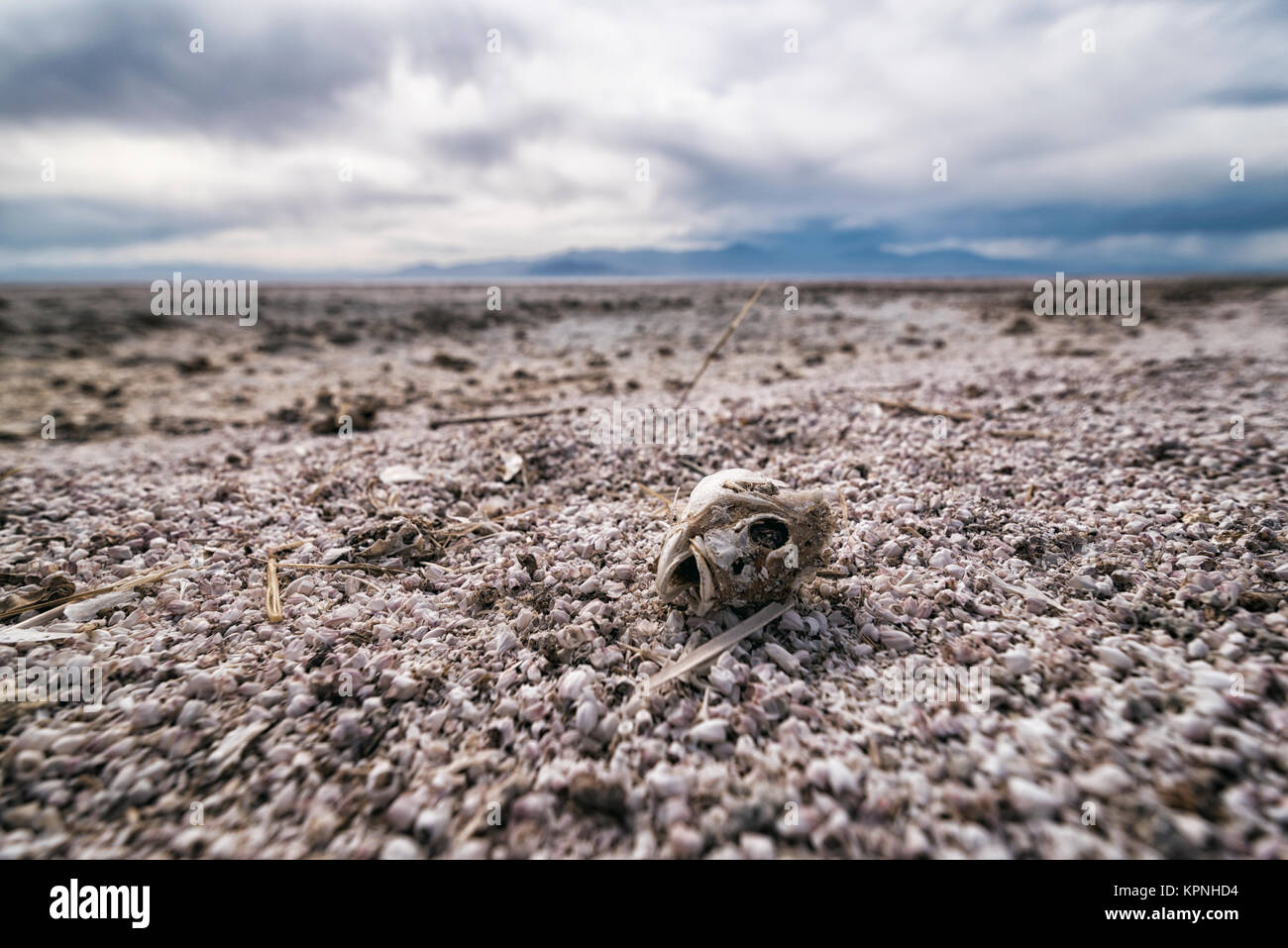 Fish Bones at Beach Stock Photo - Alamy