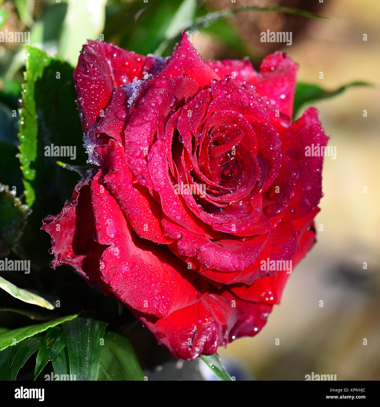 Red rose noble flower hi-res stock photography and images - Alamy