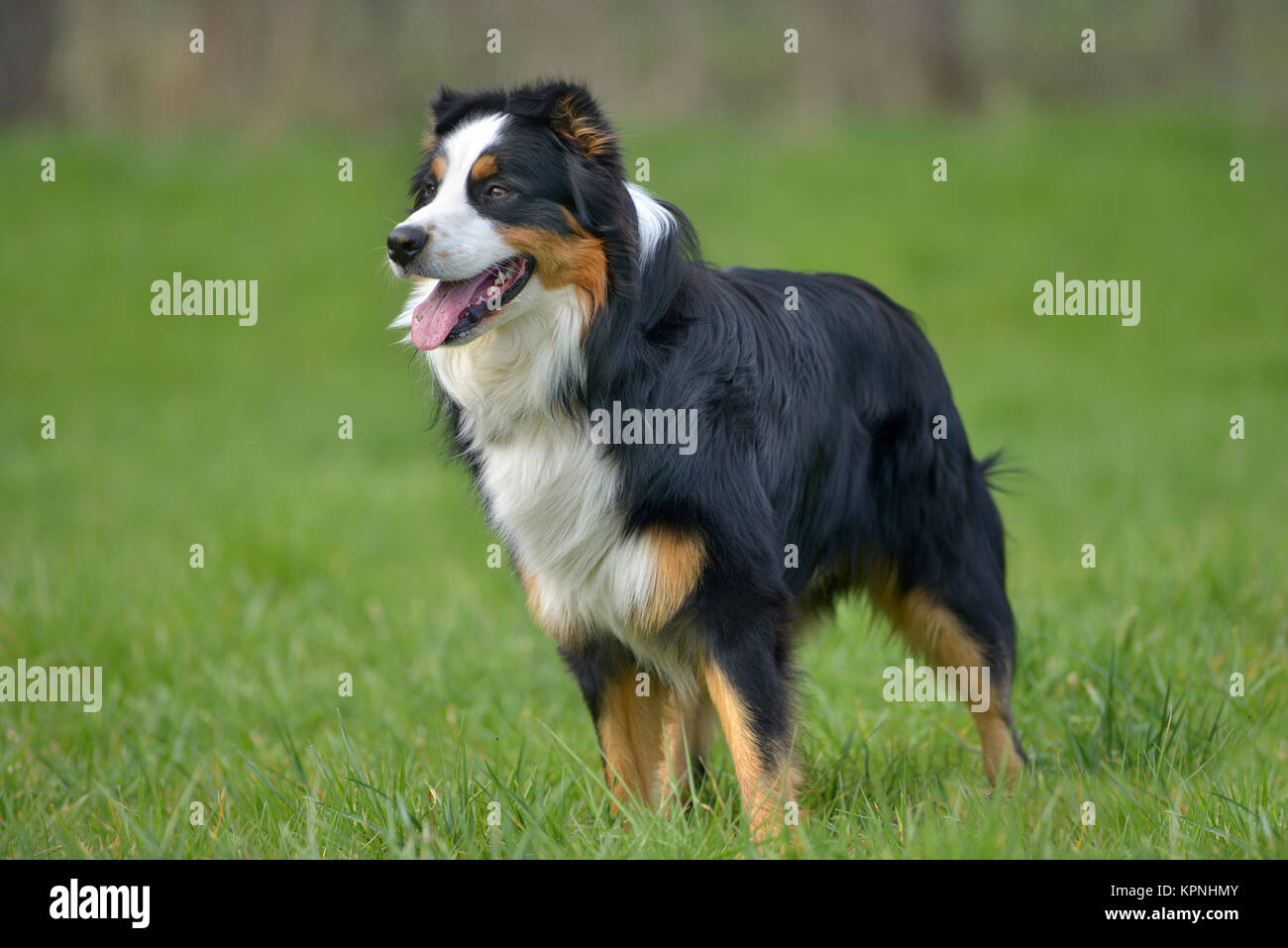 Australian sheperd hi-res stock photography and images - Alamy