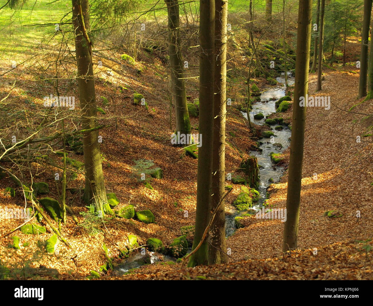 brook in mixed forest Stock Photo - Alamy