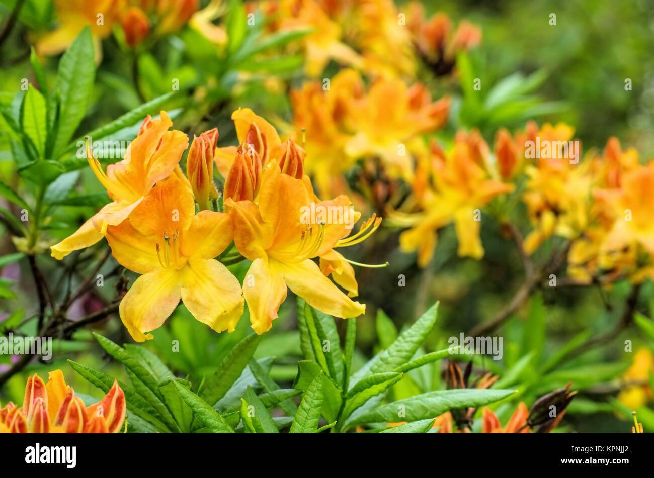 azalea yellow - azalea in yellow Stock Photo - Alamy